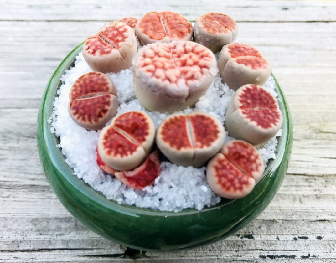 Pack of 3 Live Exotic Lithops Karasmontana V Mickbergensis VAR Red Top 3 Years Old Living Stone Plant Great Lithops Collector Item