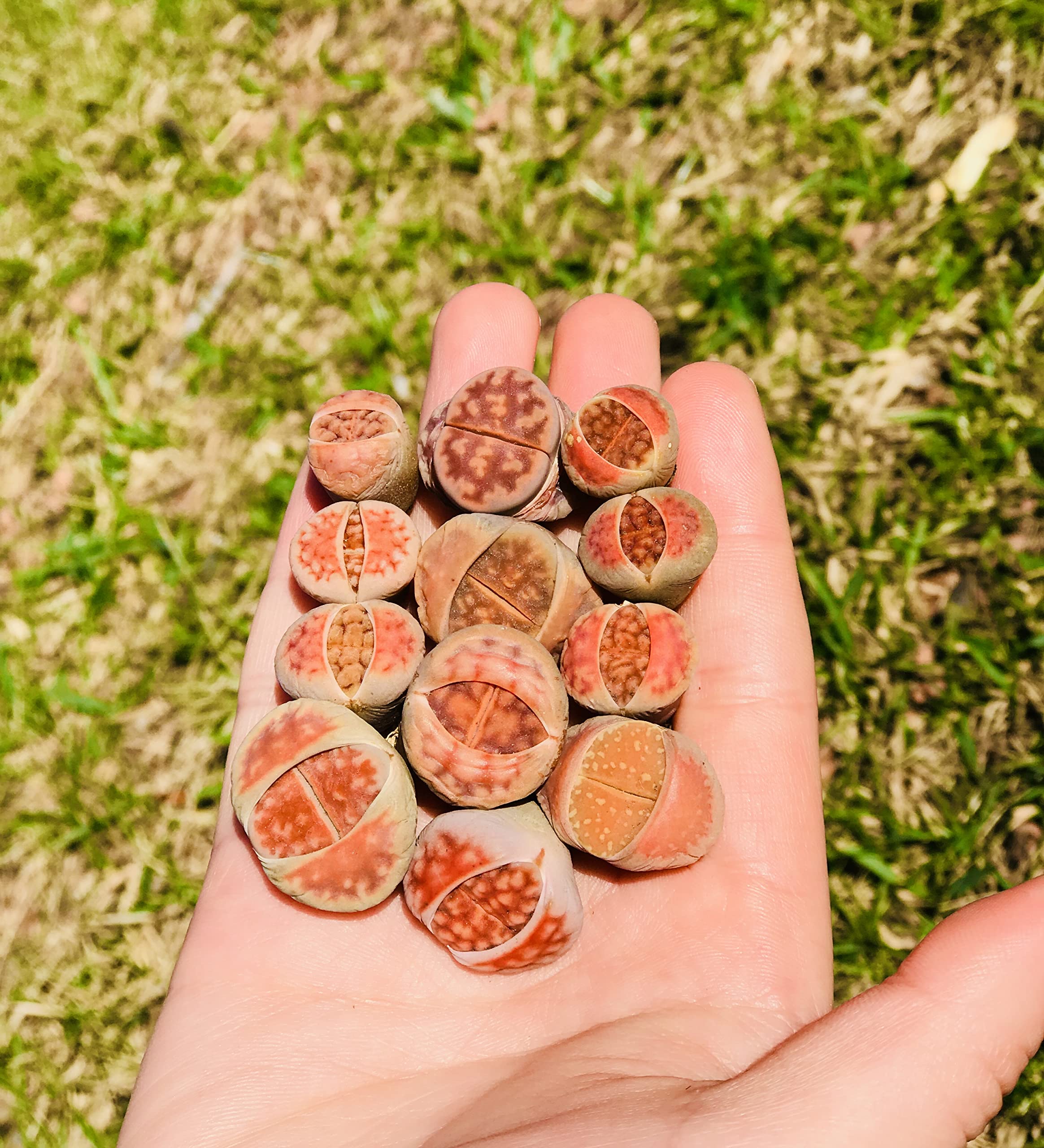 Pack of 3 Live Exotic Lithops Karasmontana V Mickbergensis VAR Red Top 3 Years Old Living Stone Plant Great Lithops Collector Item
