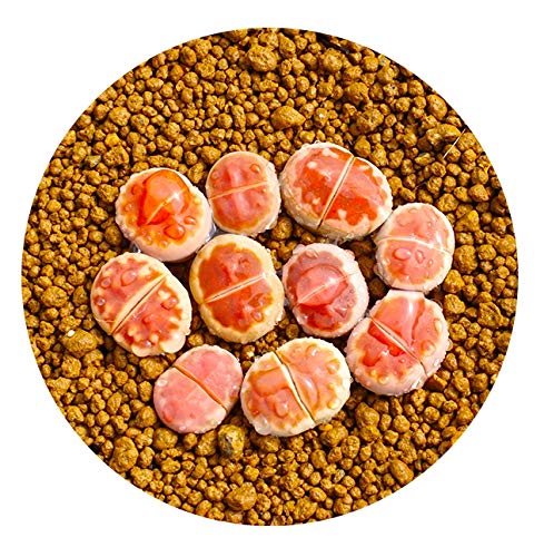 Pack of 3 Live Exotic Lithops Karasmontana V Mickbergensis VAR Red Top 3 Years Old Living Stone Plant Great Lithops Collector Item