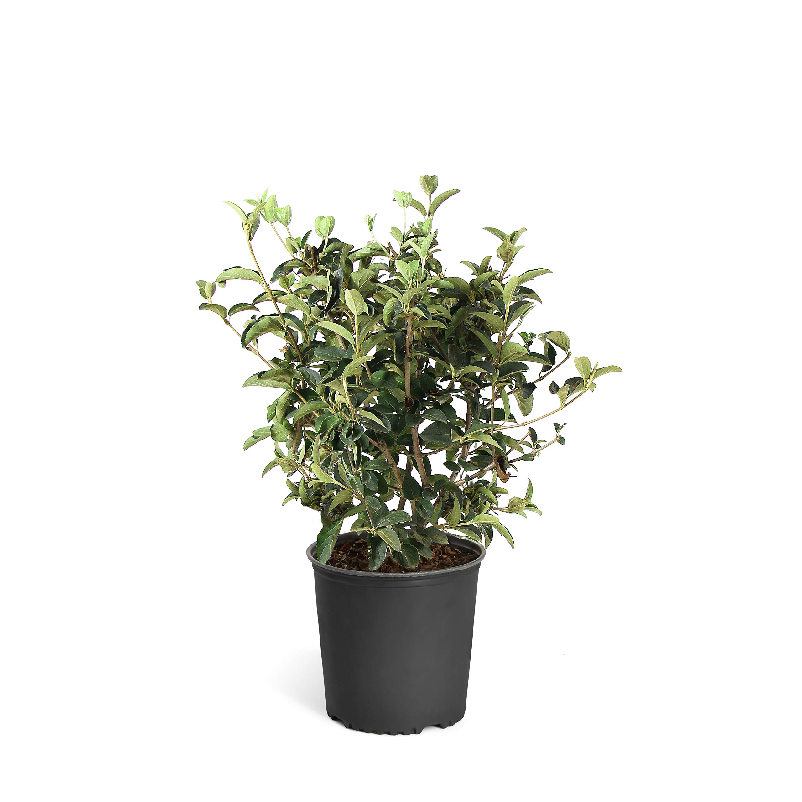 Brighter Blooms - Snowball Bush, 3 gal, No Shipping to AZ