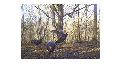 Bearded Hen - Wild Turkey Scratch Feed Supplement - All Natural Vitamin Fortified w/ Oyster Shell Calcium - Game Bird Attractant (3 Pounds)