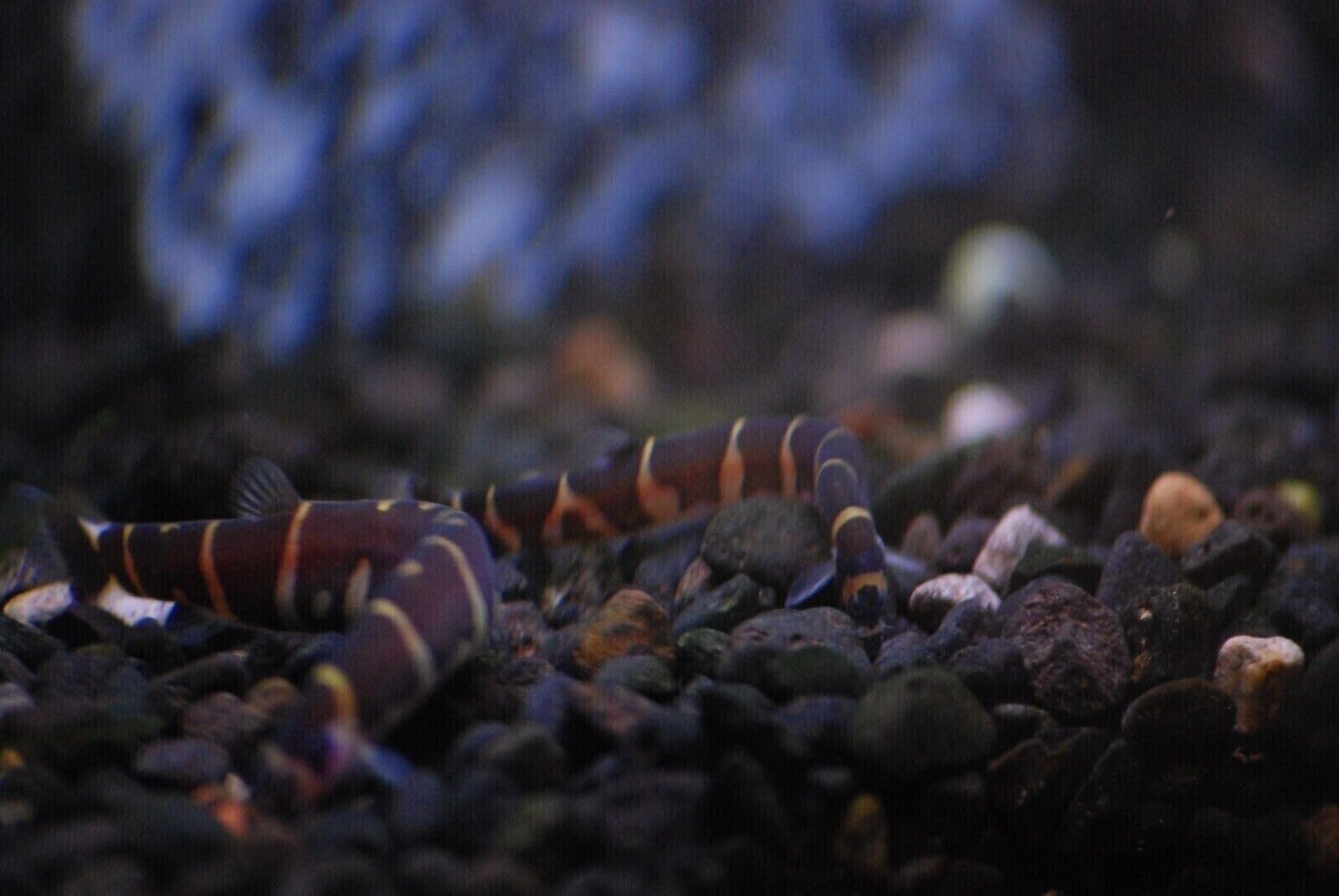 2" Banded Kuhli Loach Live Fish Aquatic Pets