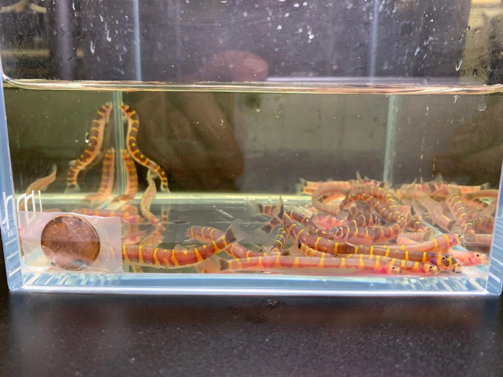 2" Banded Kuhli Loach Live Fish Aquatic Pets