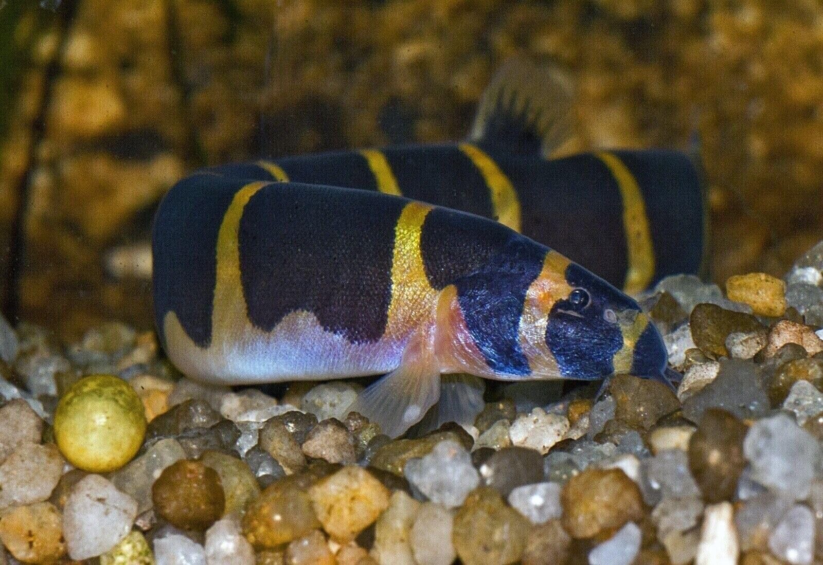 2" Banded Kuhli Loach Live Fish Aquatic Pets