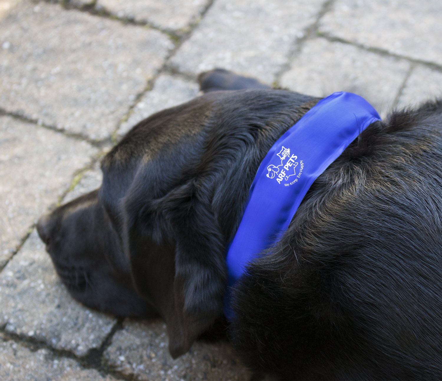 Arf Pets Dog Cooling Collar, 100% Non-Toxic Material, Relieves Heat Stress - Stays Cool for Hours