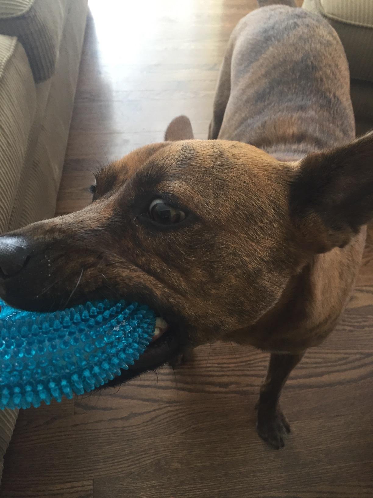 ADUCK Dog Squeaky Chew Toys for Aggressive Chewers Dental Teething Cleaning (Non-Toxic Soft Natural Rubber), Cute Crystal Ring Design -4.92 inches (Crystal Blue)