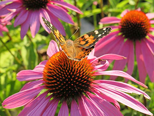 Purple Coneflower Seeds, Over 5300 Echinacea Seeds for Planting, Non-GMO, Heirloom Flower Seeds
