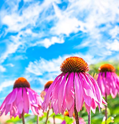 Purple Coneflower Seeds, Over 5300 Echinacea Seeds for Planting, Non-GMO, Heirloom Flower Seeds