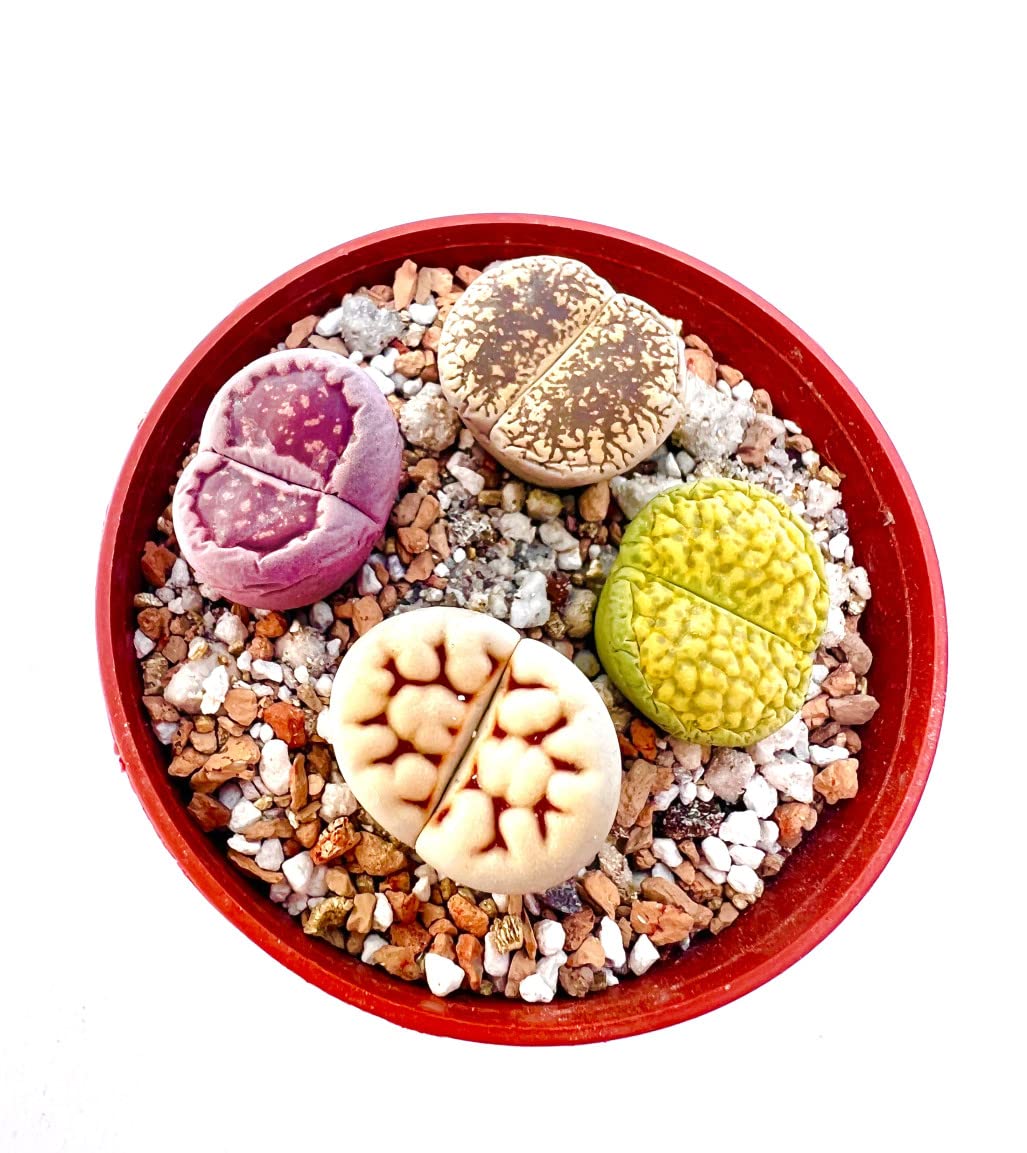 Pack of 8 Live Exotic Lithops Plant Medium Size 2 Years Old Rare Living Stone Seedling Perfect Terrarium Addition