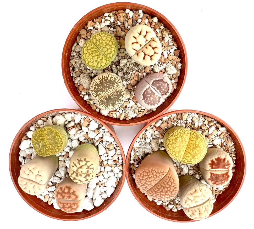 Pack of 8 Live Exotic Lithops Plant Medium Size 2 Years Old Rare Living Stone Seedling Perfect Terrarium Addition