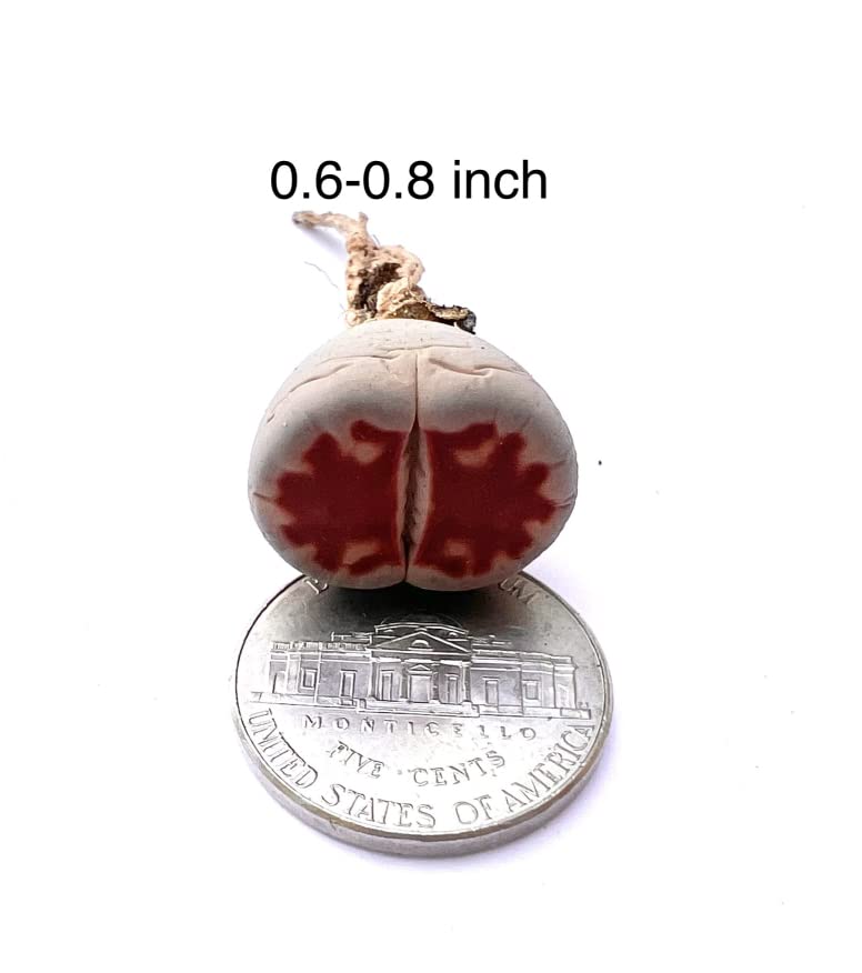 Pack of 8 Live Exotic Lithops Plant Medium Size 2 Years Old Rare Living Stone Seedling Perfect Terrarium Addition