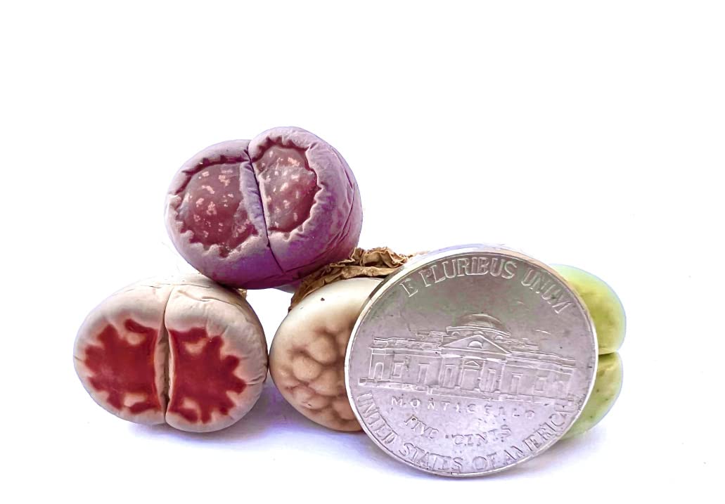 Pack of 8 Live Exotic Lithops Plant Medium Size 2 Years Old Rare Living Stone Seedling Perfect Terrarium Addition