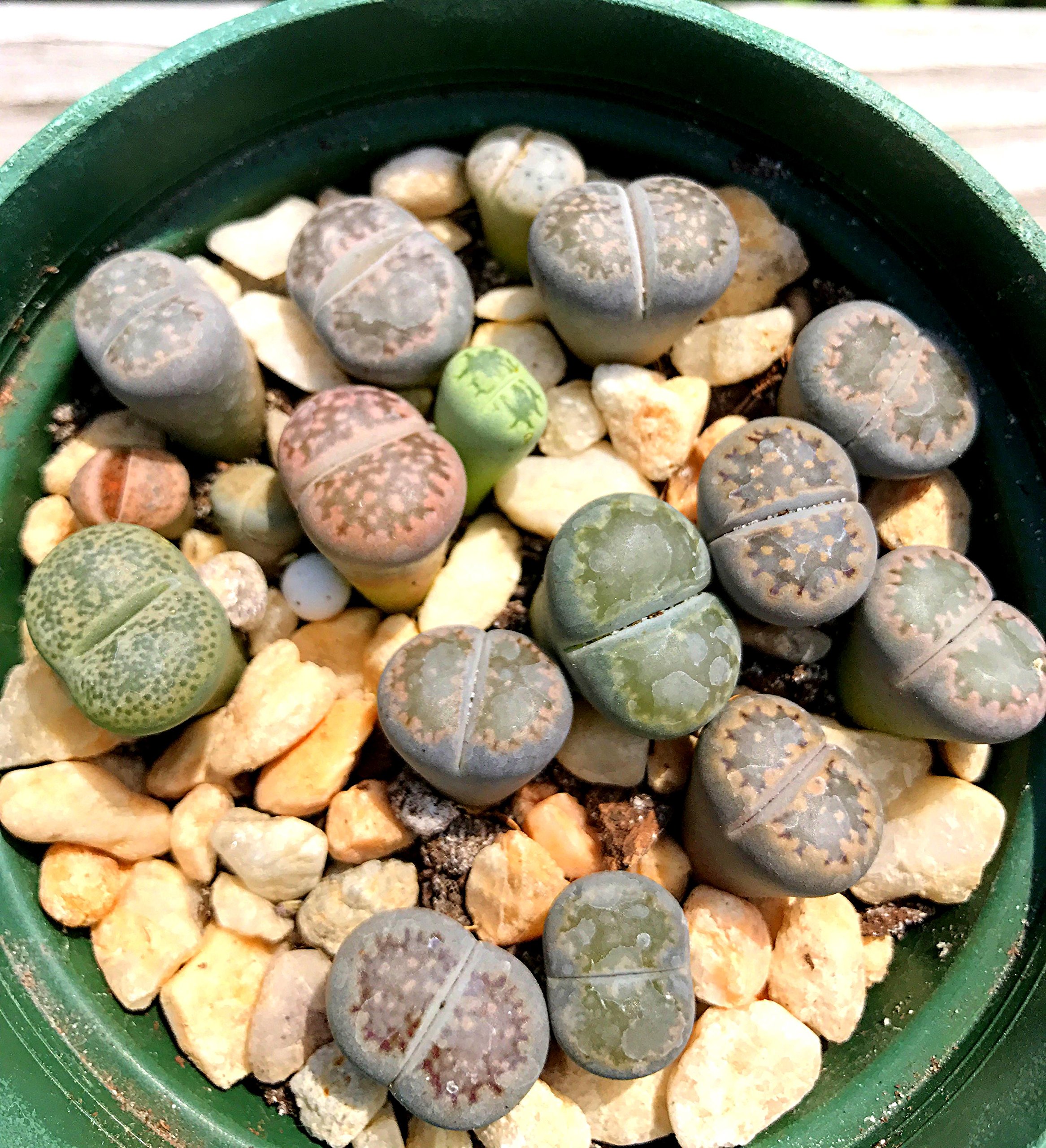 Pack of 8 Live Exotic Lithops Plant Medium Size 2 Years Old Rare Living Stone Seedling Perfect Terrarium Addition