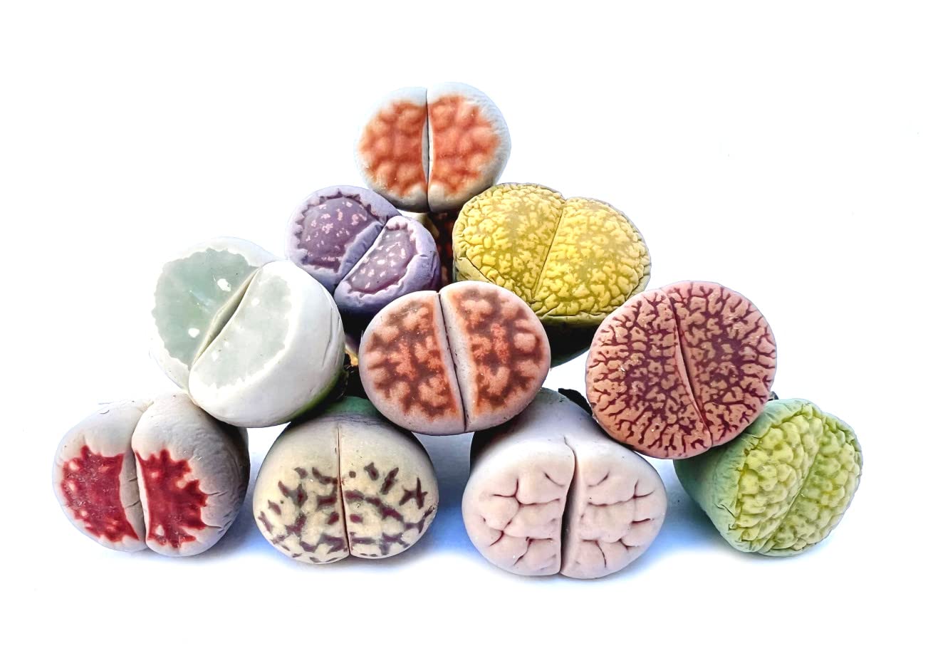 Pack of 8 Live Exotic Lithops Plant Medium Size 2 Years Old Rare Living Stone Seedling Perfect Terrarium Addition