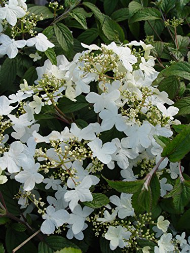 Viburnum p. t. 'Summer Snowflake' (Doublefile Viburnum) Shrub, white flowers, #2 - Size Container