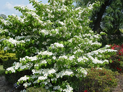 Viburnum p. t. 'Summer Snowflake' (Doublefile Viburnum) Shrub, white flowers, #2 - Size Container