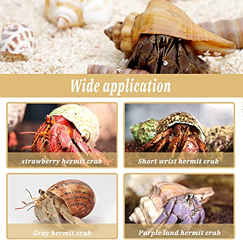 LeonBach 12 Pack Natural Hermit Crab Shells, Different Hermit Crab Supplies Hermit Crab House Crab Shell Ornaments Aquarium Decor Fish Tank Decoration, 1.2" to 3.15"