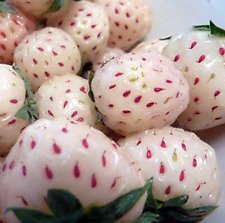 Pineberry Plant Live Plant White Carolina in 4" Pot -Pineapple/Strawberry Flavor