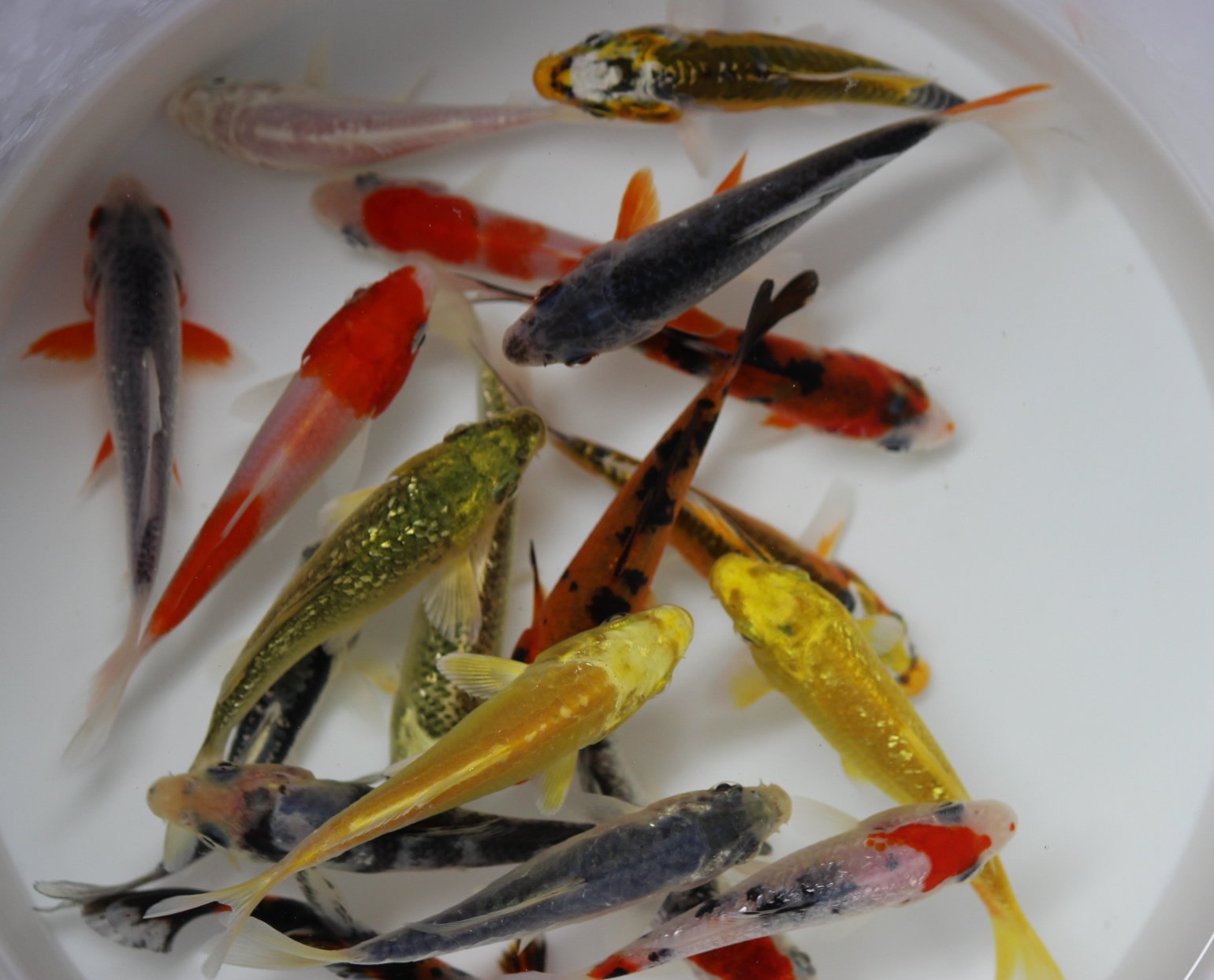 select 10 Pack of 3-4 inch Live koi Fish
