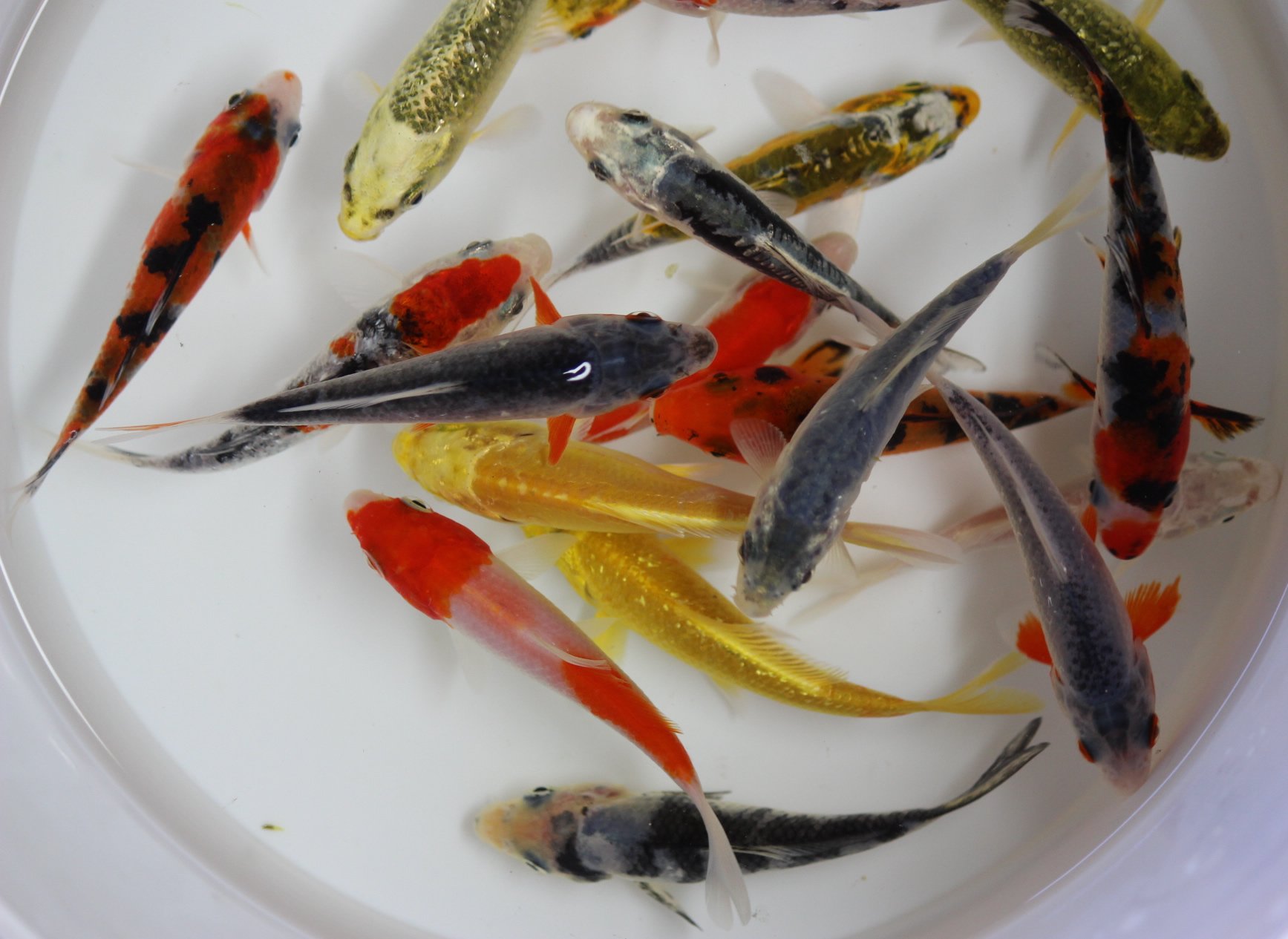 select 10 Pack of 3-4 inch Live koi Fish