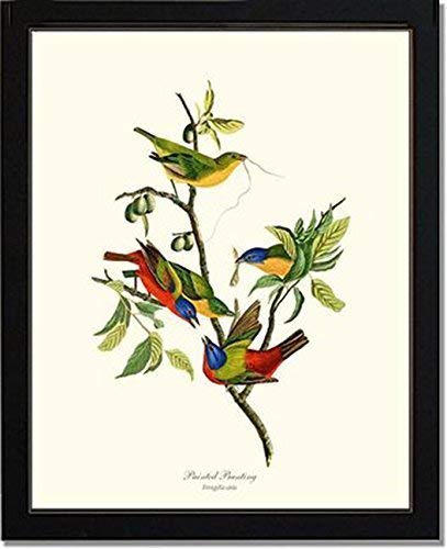 Bird Print. Vintage Painted Bunting Audubon Bird Wall Art Print - Ready to Frame 5x7 8x10 11x14