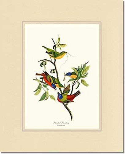 Bird Print. Vintage Painted Bunting Audubon Bird Wall Art Print - Ready to Frame 5x7 8x10 11x14