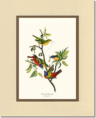 Bird Print. Vintage Painted Bunting Audubon Bird Wall Art Print - Ready to Frame 5x7 8x10 11x14