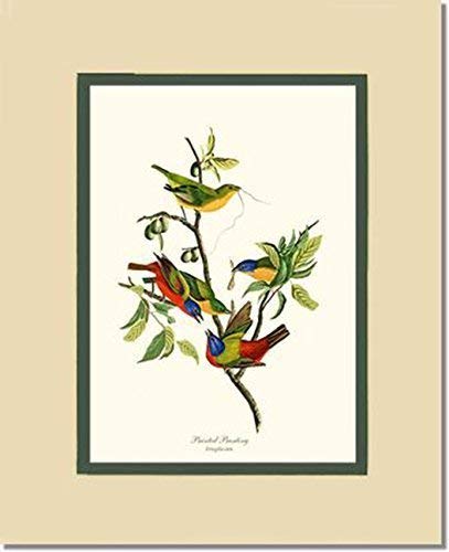 Bird Print. Vintage Painted Bunting Audubon Bird Wall Art Print - Ready to Frame 5x7 8x10 11x14