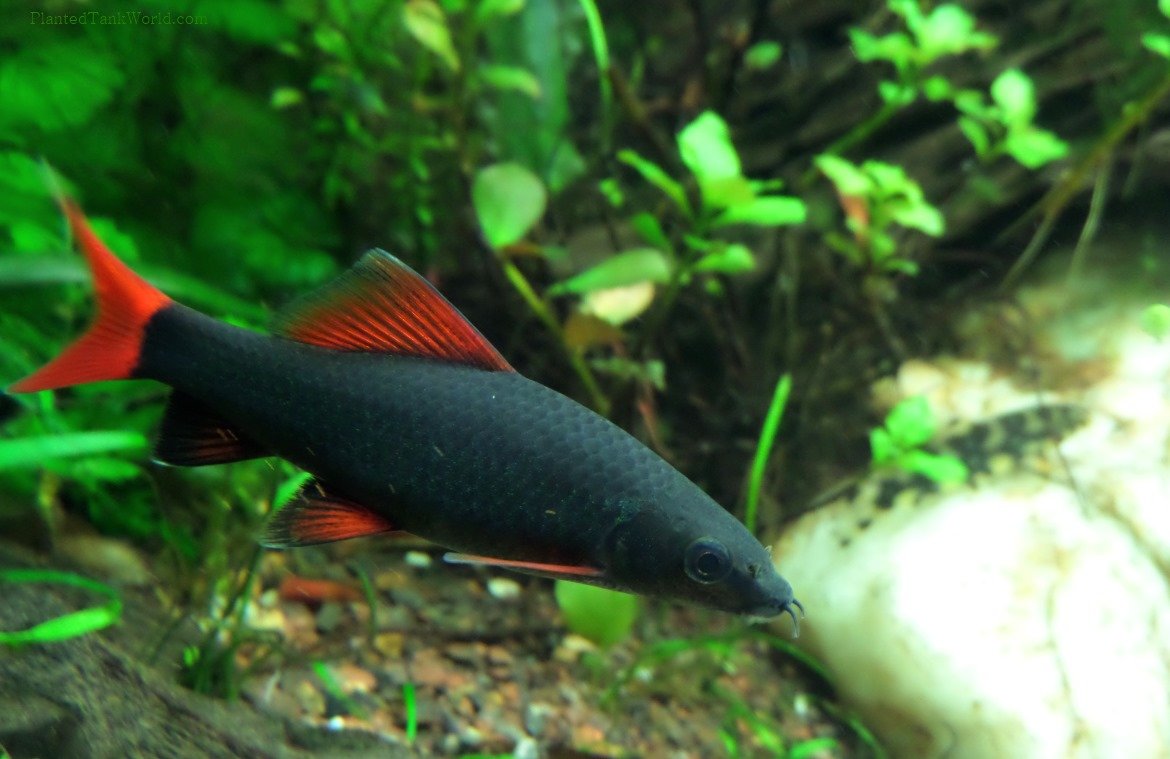 Aquarium Plants Discounts Rainbow Shark 2" - Freshwater Live Tropical Fish