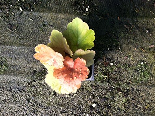 5 Caramel Heuchera/Coral Bells in 4 Inch Pots- Great for Fall Planting!