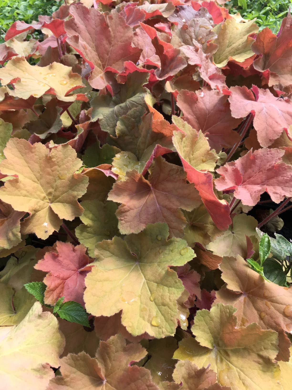 5 Caramel Heuchera/Coral Bells in 4 Inch Pots- Great for Fall Planting!