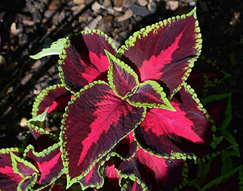 100+ Rare Mixed Coleus Flowers Seeds Rainbow Coleus Wizard Mixed Perennial Foliage Plant