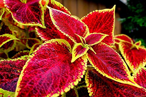 100+ Rare Mixed Coleus Flowers Seeds Rainbow Coleus Wizard Mixed Perennial Foliage Plant