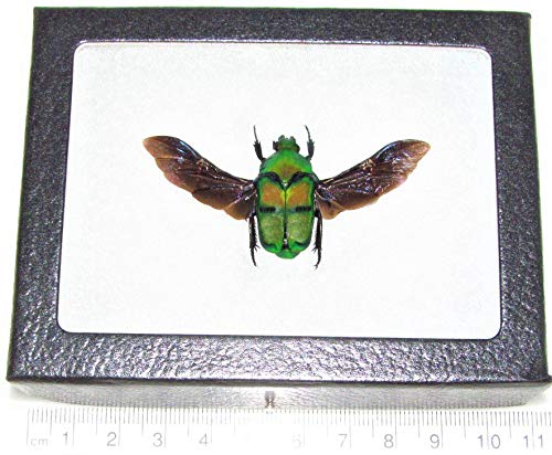 BicBugs Ischiopsopha bifasciata Green Scarab Beetle Mounted Wings Spread Indonesia Framed