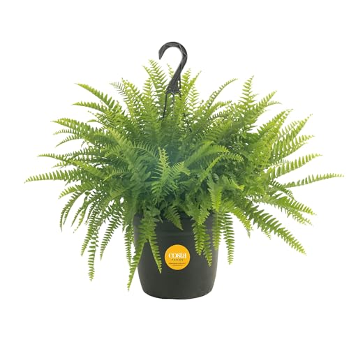 Costa Farms Boston Fern Live Plant, Outdoors or Indoor Houseplant in Hanging Basket Planter, Ferns Soil Mix, Real Plants Gift, Housewarming, Patio, Balcony, Front Porch Decor, 1-2 Feet Tall and Wide
