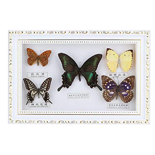 xianshi Butterflies Specimen, Home Ornament 7.7 * 11.6 * 1.6 in 5pcs Butterflies Real Butterflies Specimens Home Decor Specimen, Birthday Gift for Friends Colleagues(White Box)