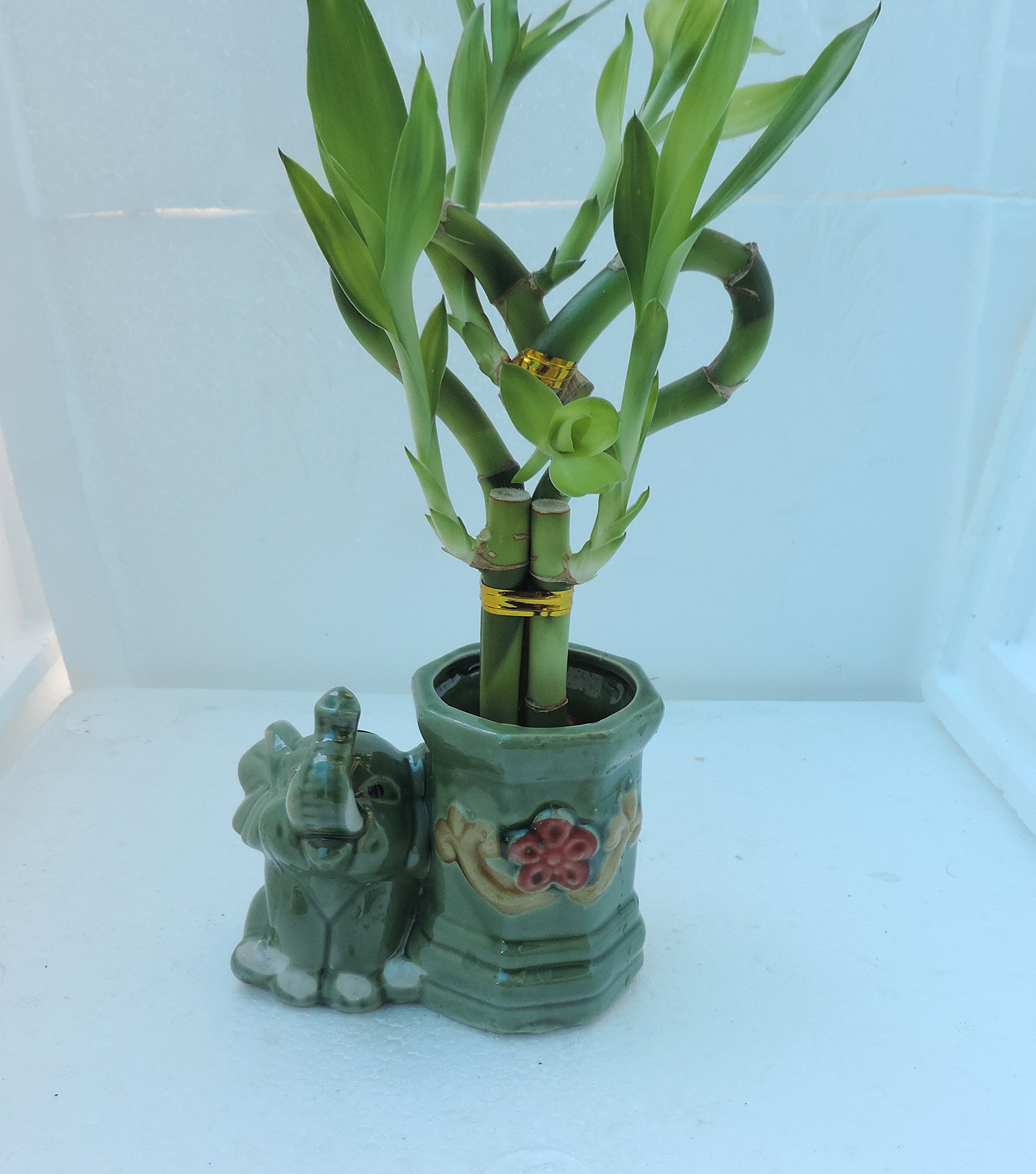 JMBAMBOO-heart Lucky Bamboo Live 3 Style Plant Arrangement with Ceramic elephant Vase