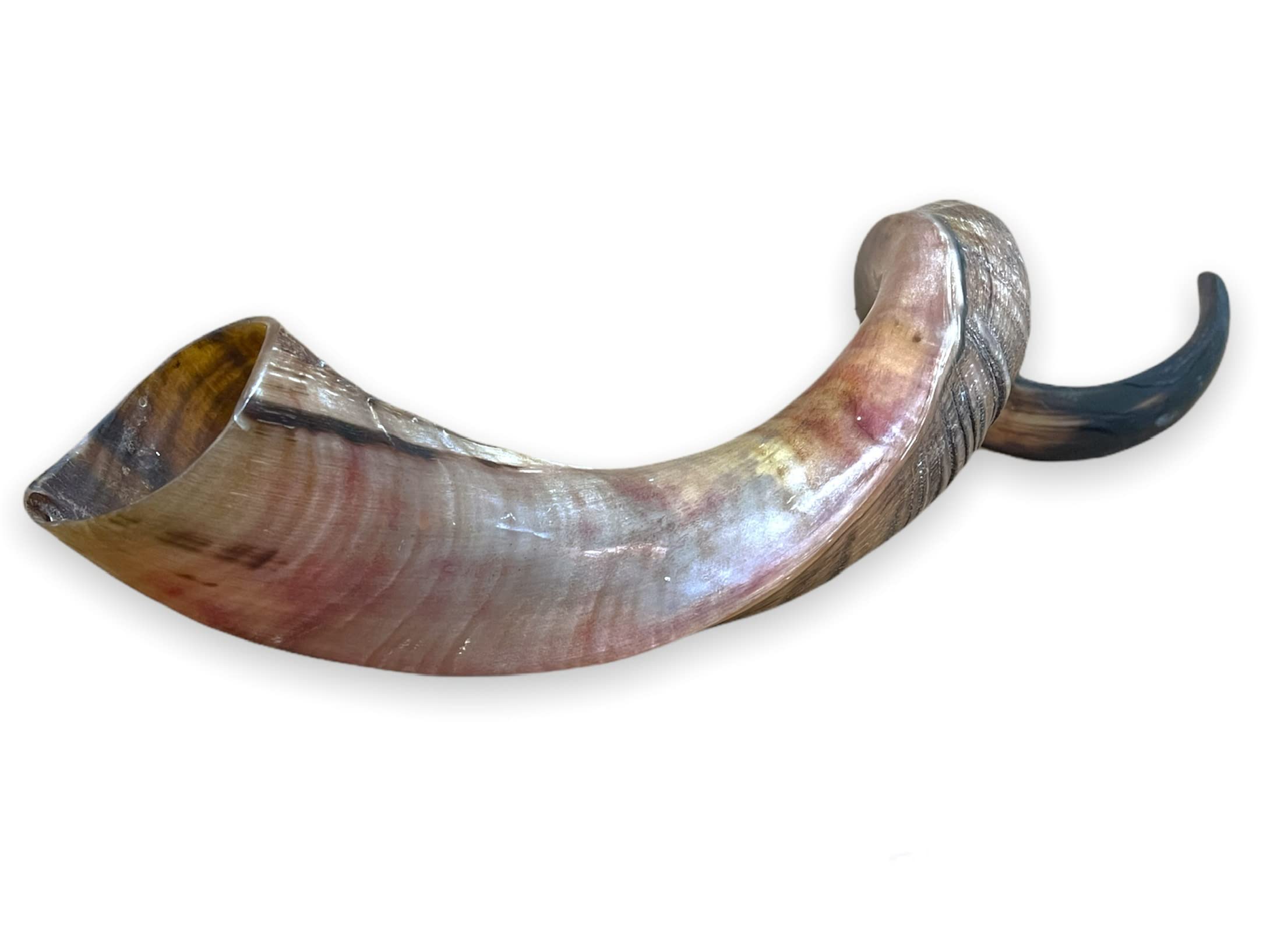 22"-24" Half Polished Half Natural Kudu Horn Shofar Kosher Israel Tradition