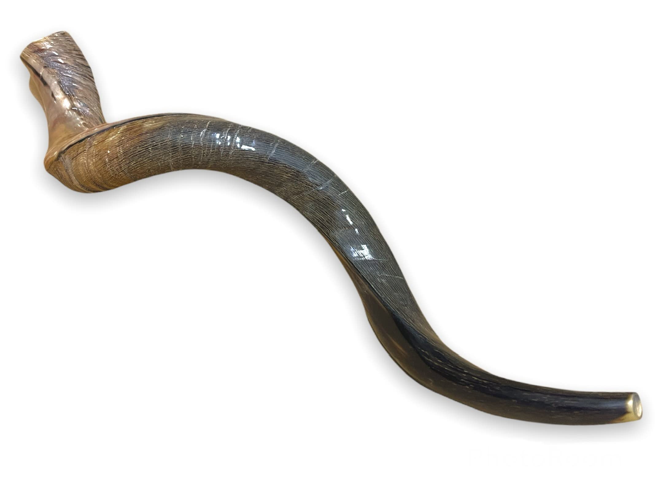 22"-24" Half Polished Half Natural Kudu Horn Shofar Kosher Israel Tradition
