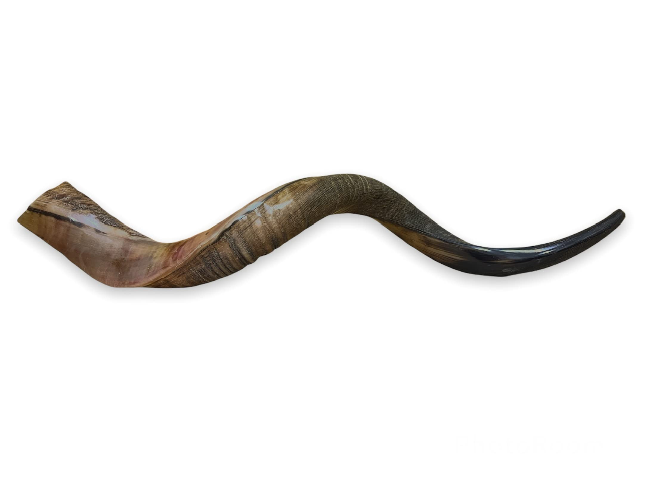 22"-24" Half Polished Half Natural Kudu Horn Shofar Kosher Israel Tradition
