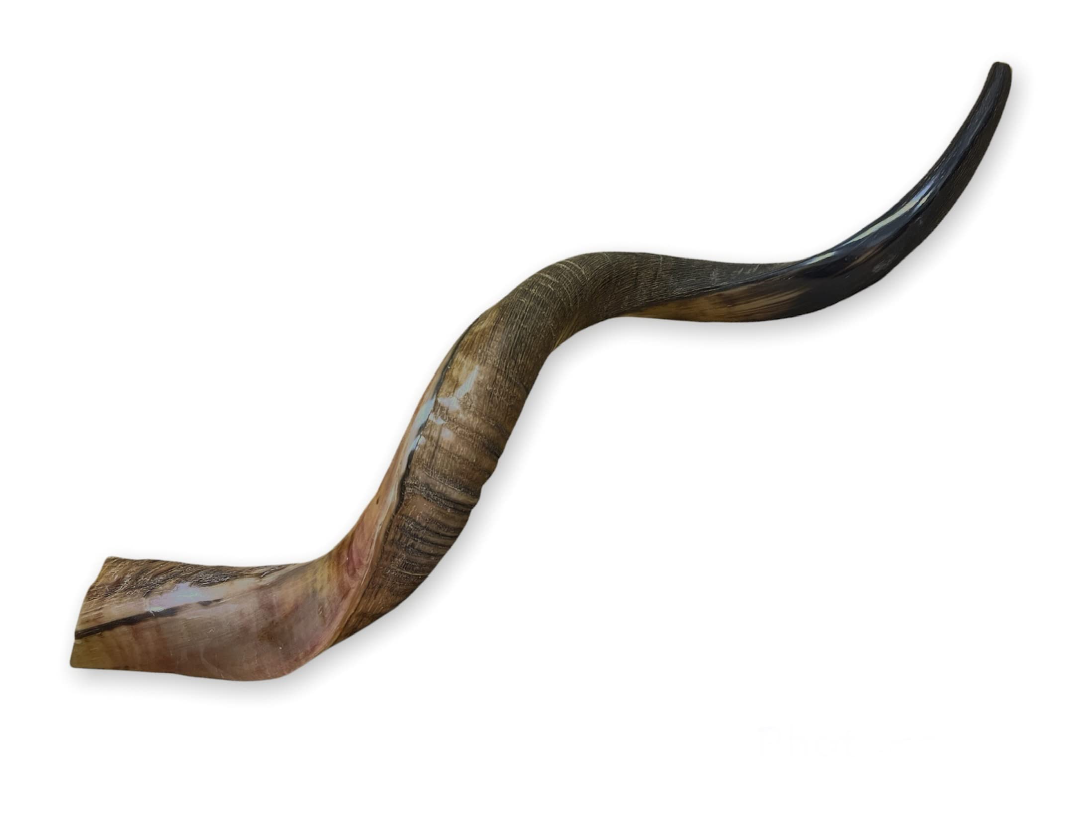 22"-24" Half Polished Half Natural Kudu Horn Shofar Kosher Israel Tradition