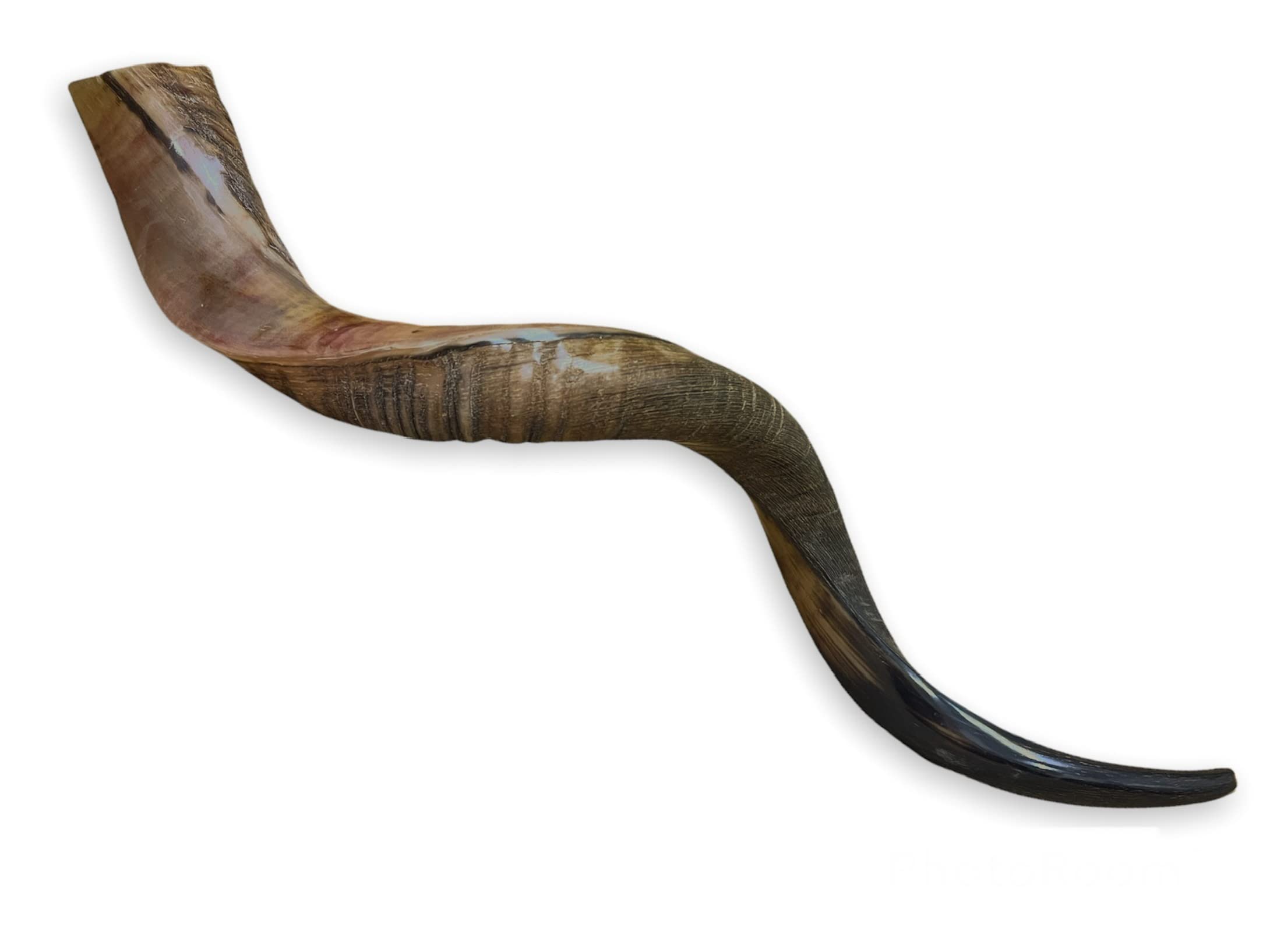 22"-24" Half Polished Half Natural Kudu Horn Shofar Kosher Israel Tradition