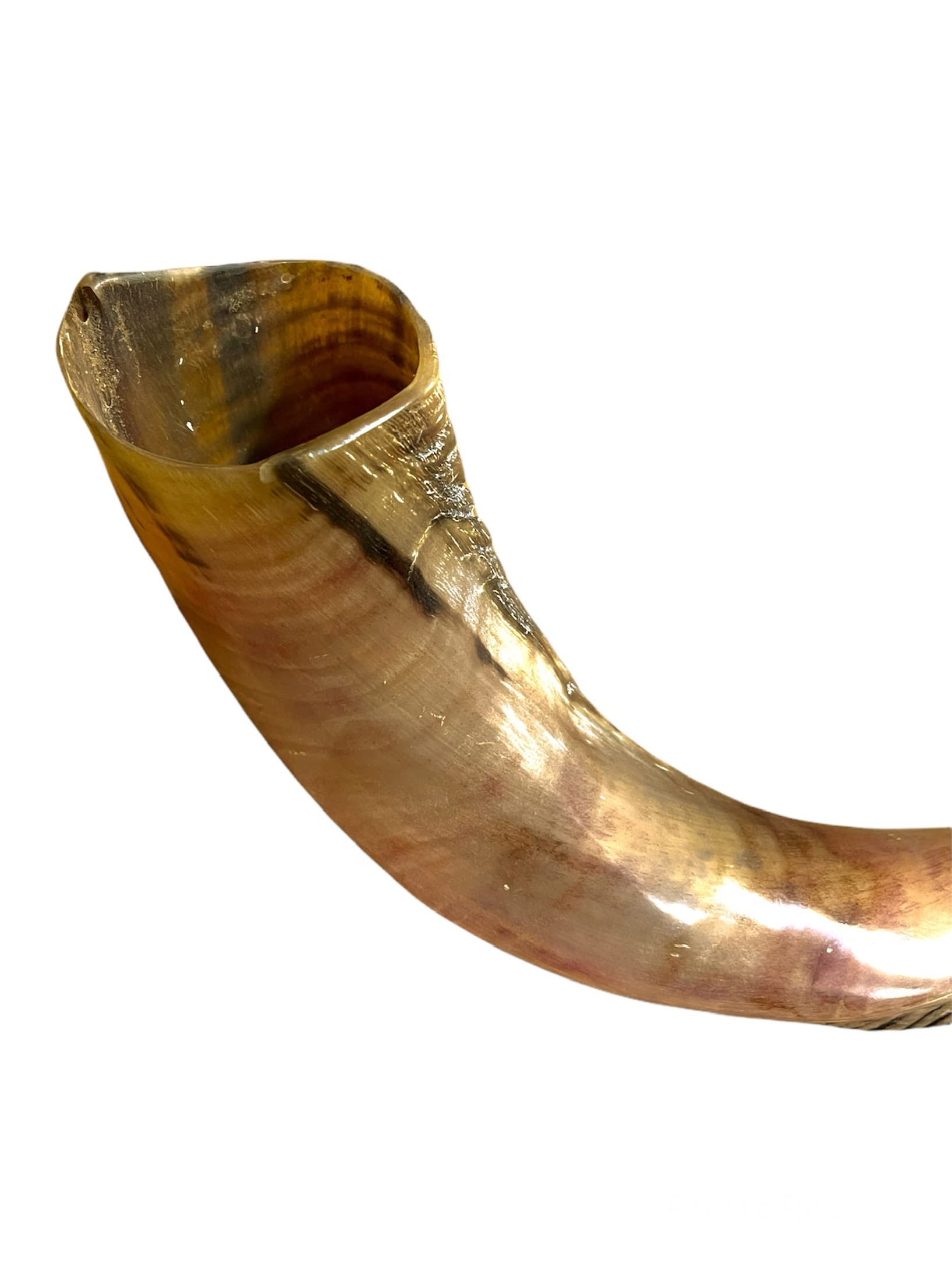 22"-24" Half Polished Half Natural Kudu Horn Shofar Kosher Israel Tradition