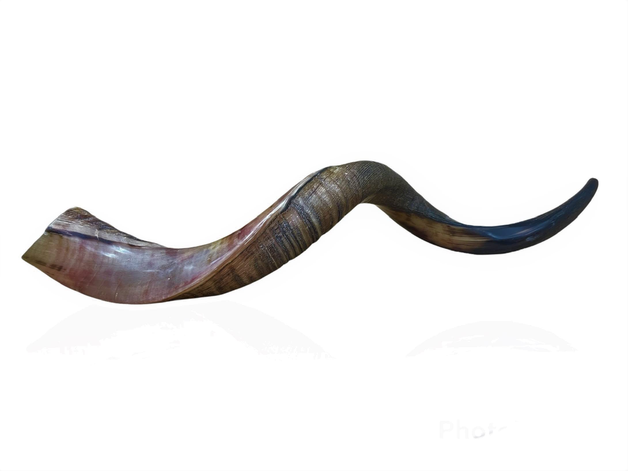 22"-24" Half Polished Half Natural Kudu Horn Shofar Kosher Israel Tradition