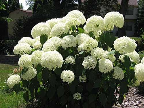 1 Old Fashion Snowball Viburnum (Viburnum opulus roseum)