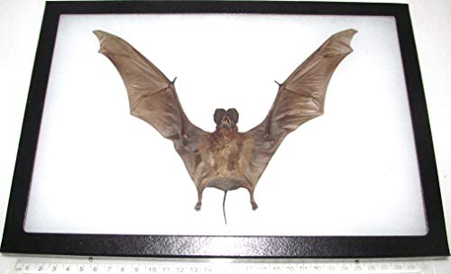 BicBugs Otomops formosus Framed Horseshoe bat Indonesia