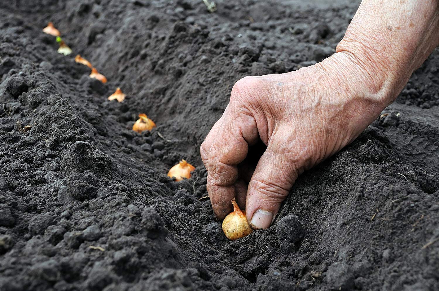 Yellow Onion Sets | 40 Onion Bulbs Onion .for Planting