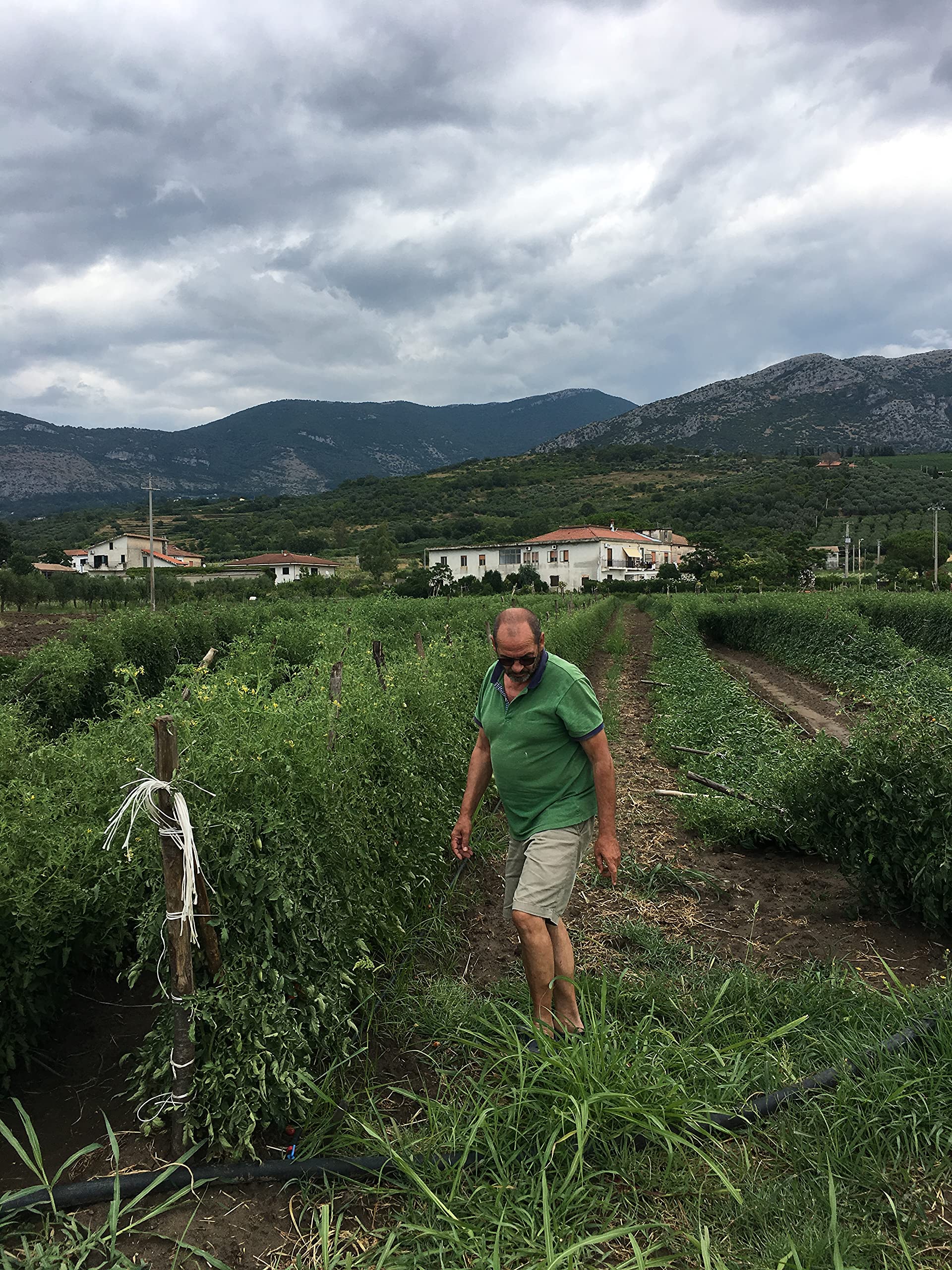 Broccoli Rabe Friarielli Preserved in EVOO - Maida Farm, Campania, Italy