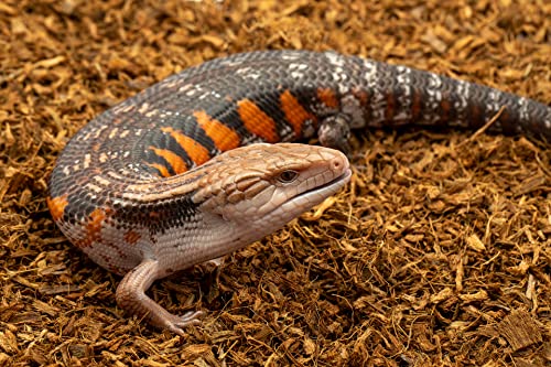 Microchip Coconut Substrate 12 Quart for Reptiles and Inverts Loose Fine Coco Husk Chip Mix Frog, Tarantula, and Gecko Bedding for Terrarium Floor Cover