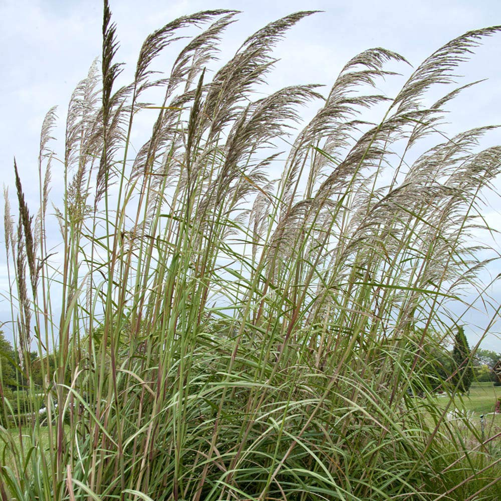 Outsidepride 500 Seeds Perennial Erianthus Ravennae Plume Ornamental Grass Seed for Planting